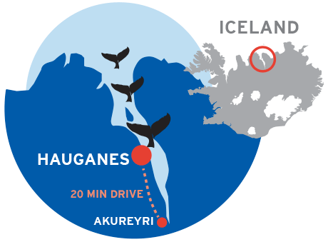 Whales.is - Whale Watching Hauganes in North Iceland